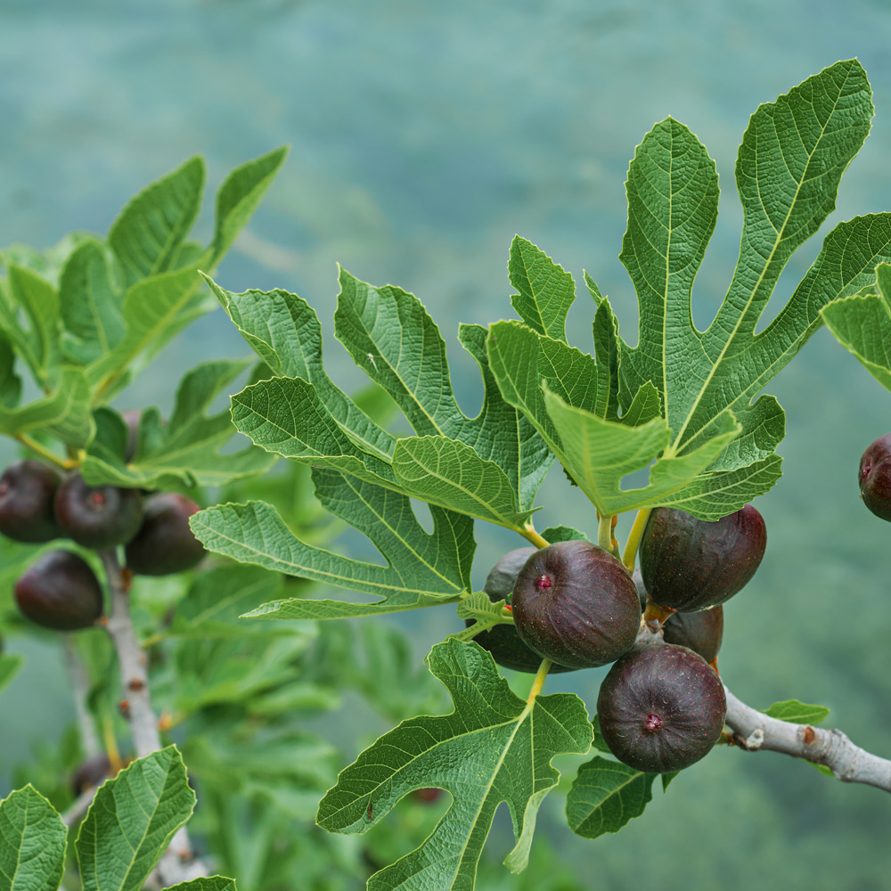 Fig Tree Seedling – Wambugu Apples
