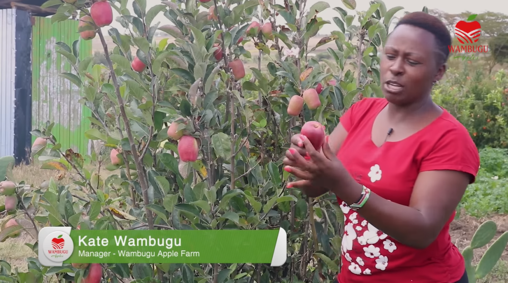 The Unmatched Resilience of Wambugu Apples – Wambugu Apples