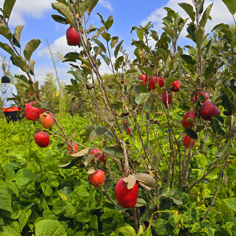 Wambugu Apple Seedling – Wambugu Apples